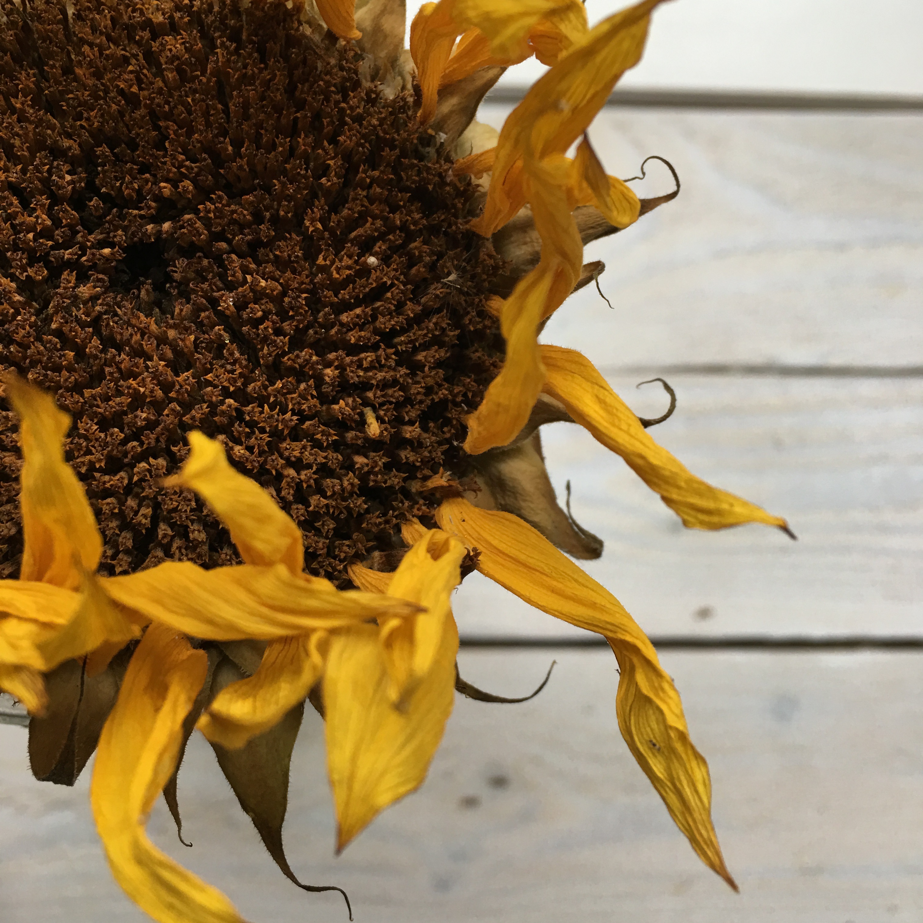 Photography Trends: Tips for Taking Photos of Dead & Dying Flowers ...