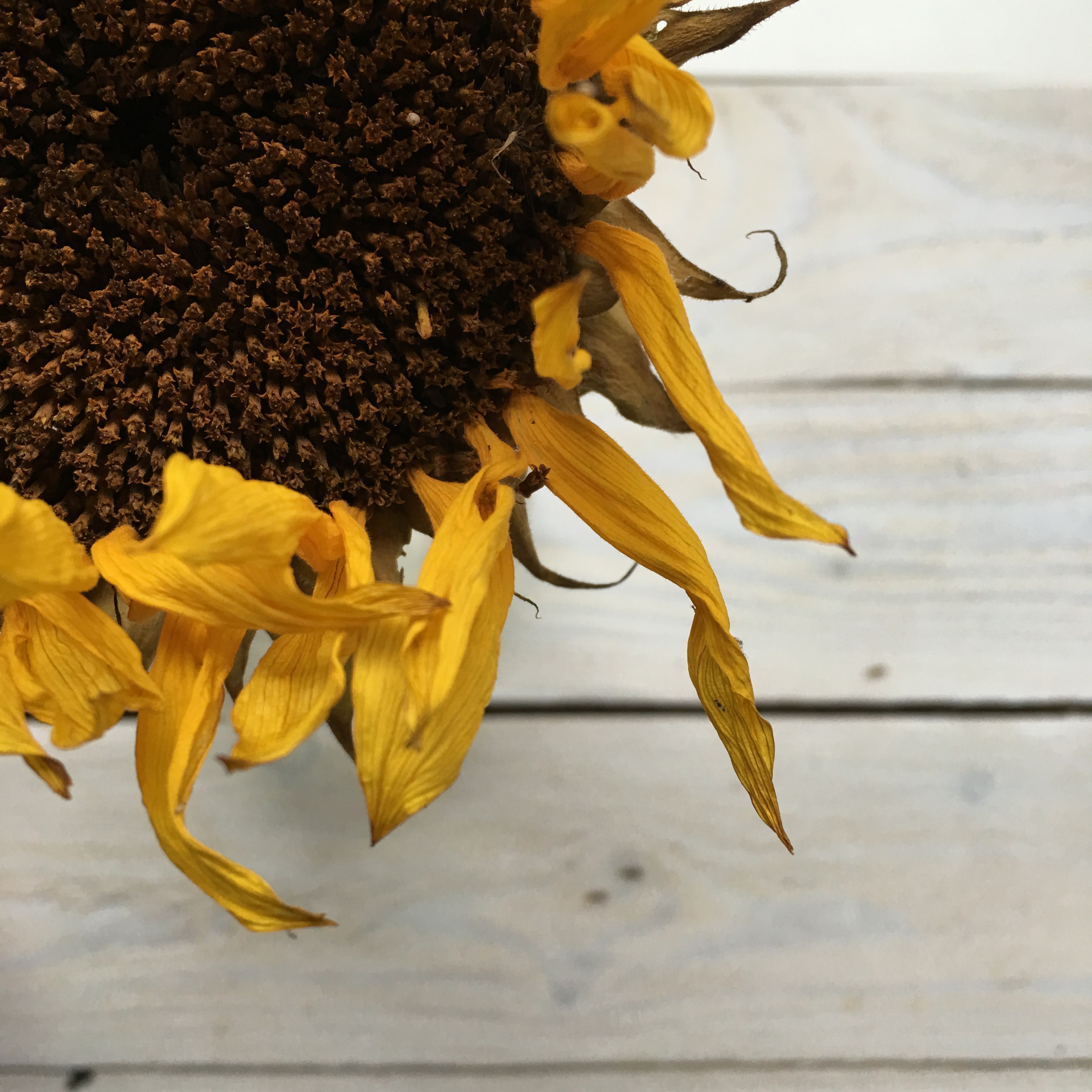 Photography Trends: Tips for Taking Photos of Dead & Dying Flowers ...