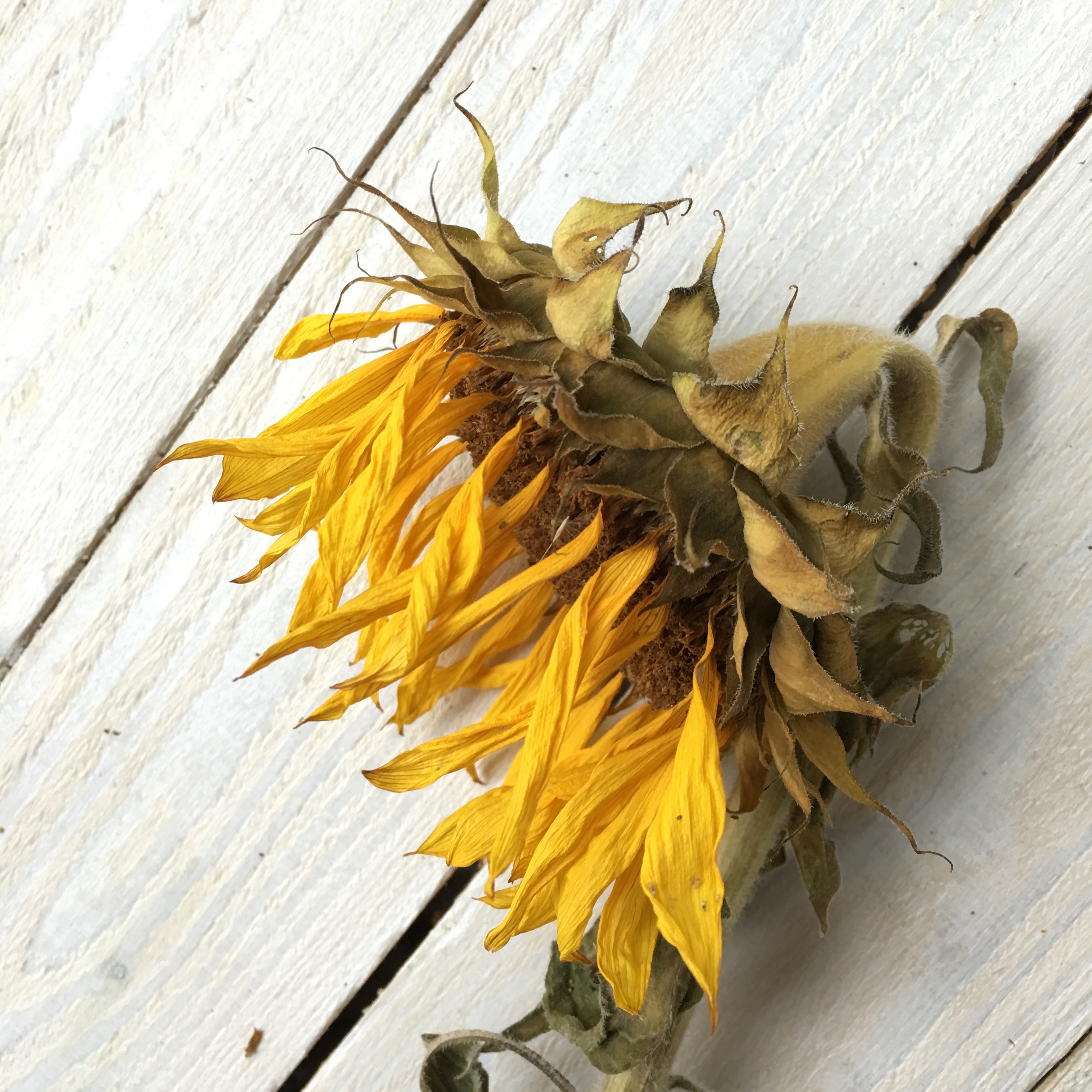 Photography Trends: Tips for Taking Photos of Dead & Dying Flowers ...