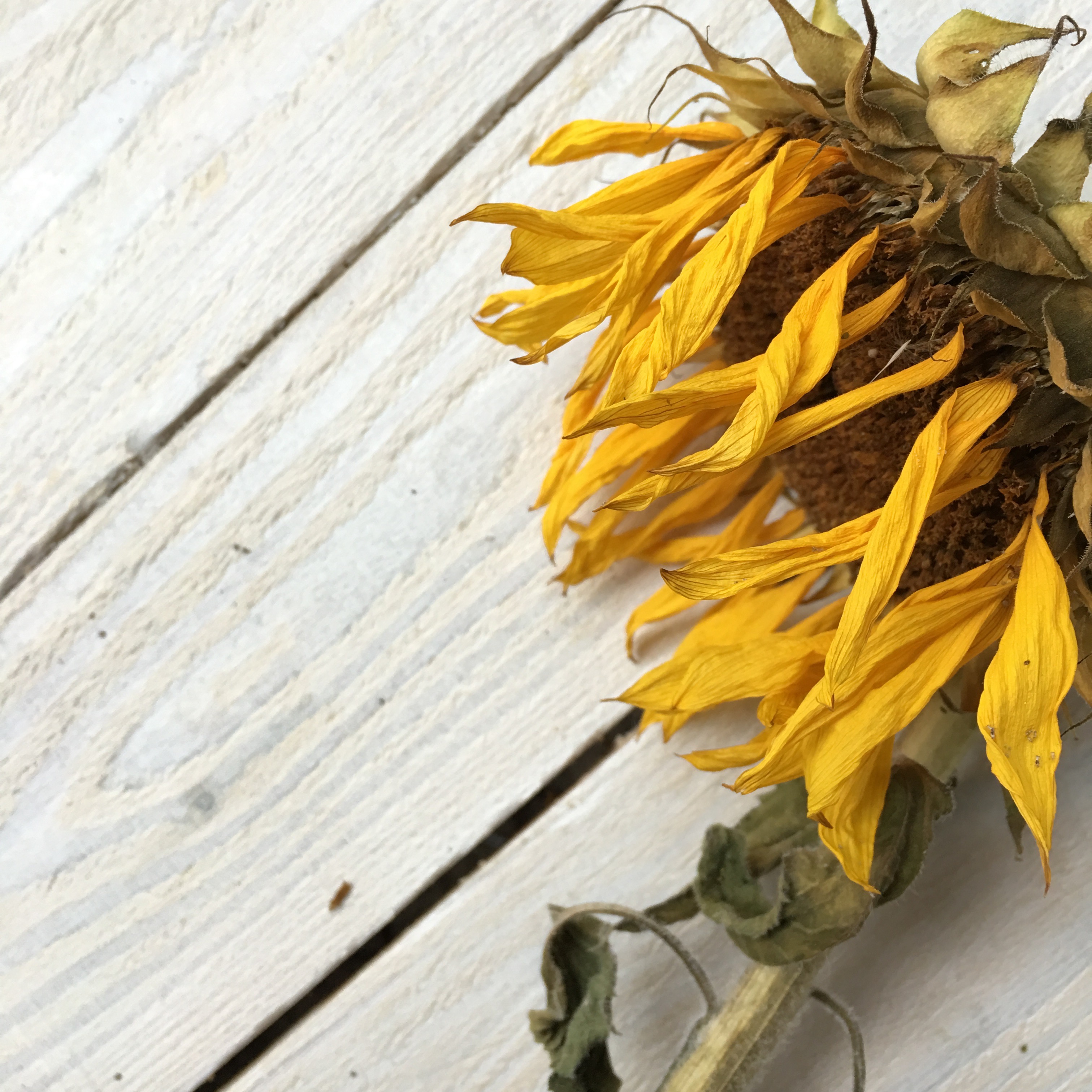 Photography Trends: Tips for Taking Photos of Dead & Dying Flowers ...
