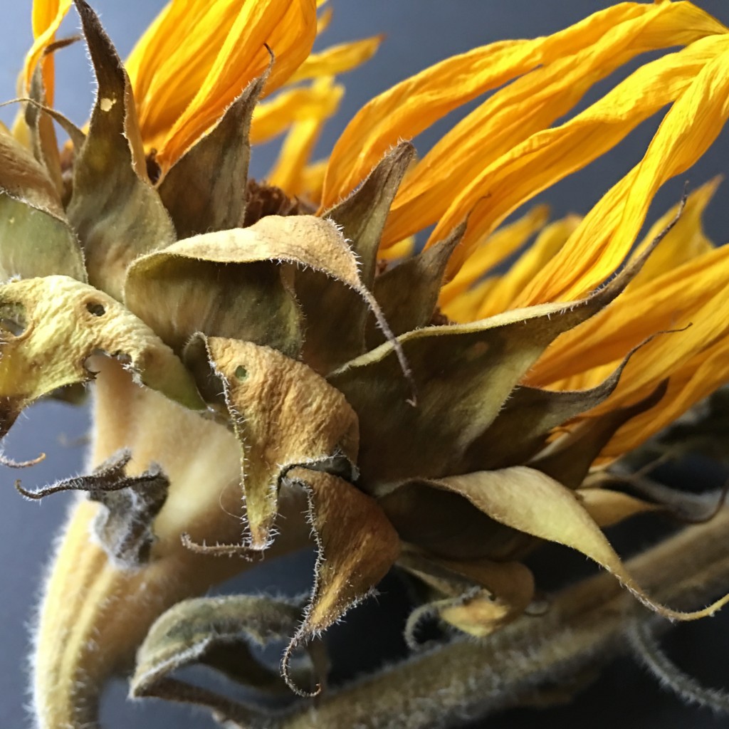 Photography Trends: Tips for Taking Photos of Dead & Dying Flowers ...