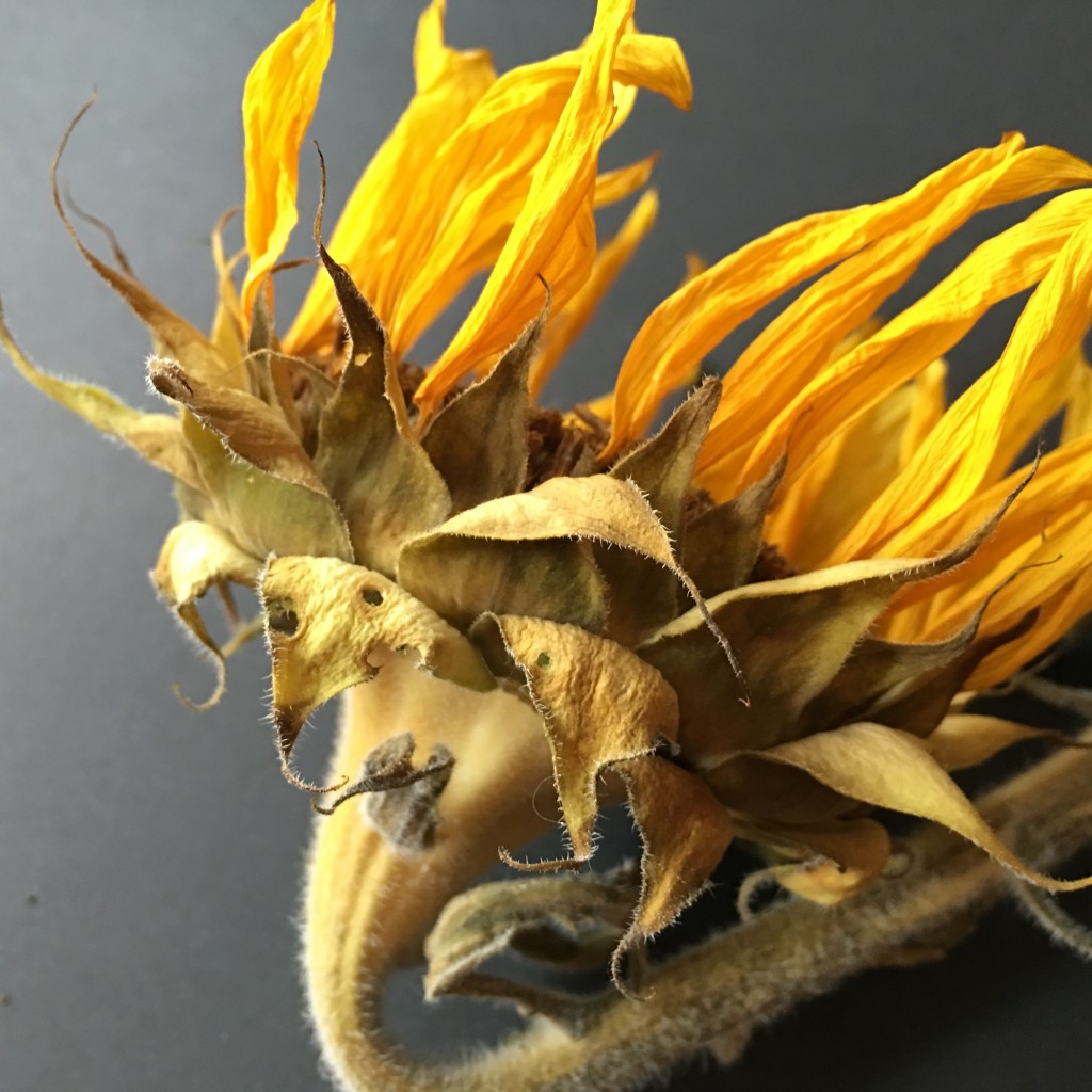 Photography Trends: Tips for Taking Photos of Dead & Dying Flowers ...