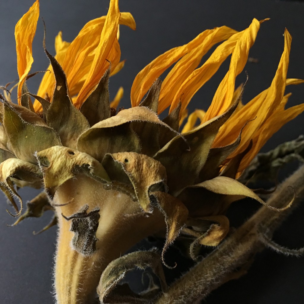 Photography Trends: Tips for Taking Photos of Dead & Dying Flowers ...