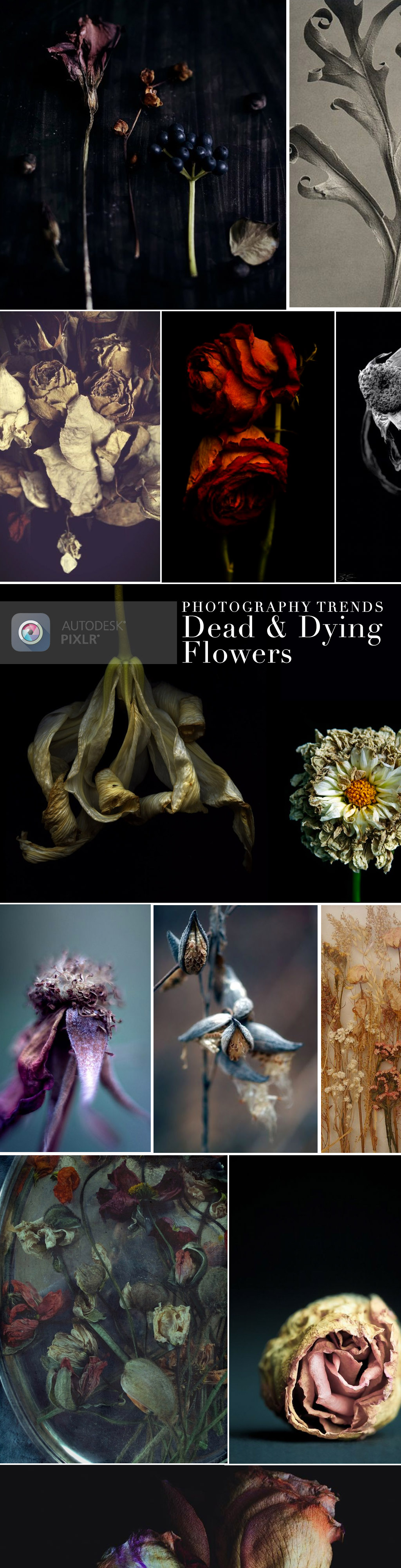Photography Trends: Tips for Taking Photos of Dead & Dying Flowers ...