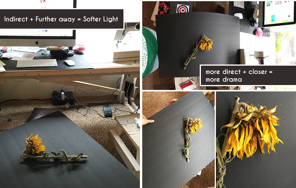 Photography Trends: Tips for Taking Photos of Dead & Dying Flowers ...