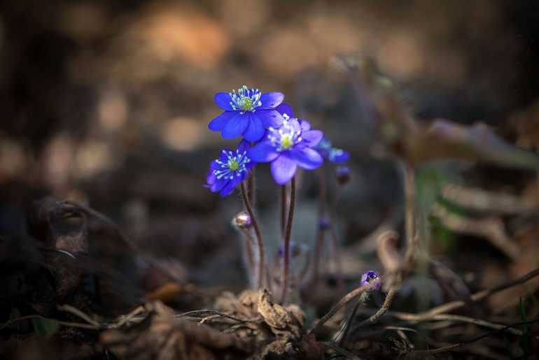 How to Create Better Flower Photographs – Composition and Editing Tips ...