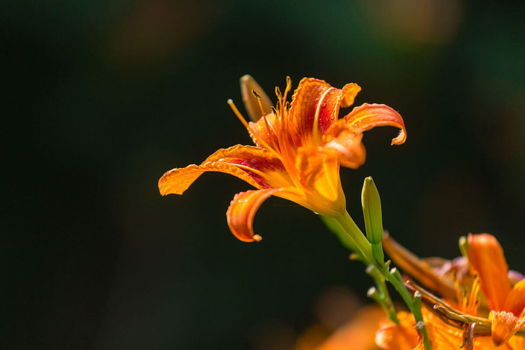How to Create Better Flower Photographs – Composition and Editing Tips ...