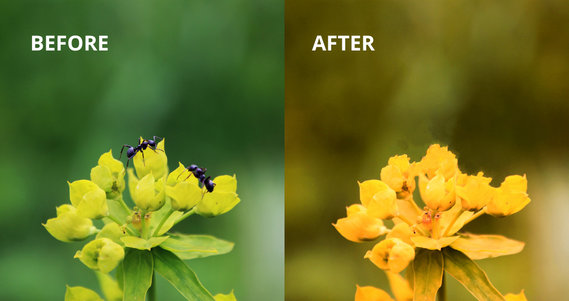 Create Magic with Pixlr 2022’s Heal Tool - Pixlr Blog
