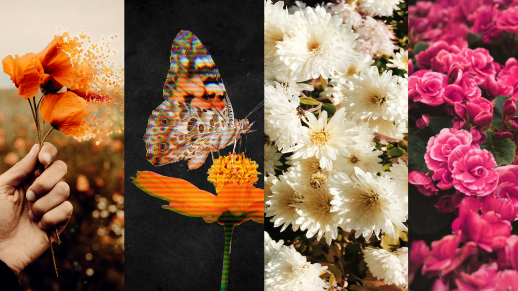 5 Flower Photography Tips and Inspiration - Pixlr Blog